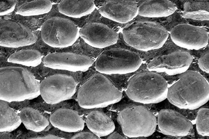 Mur de galets hourdés